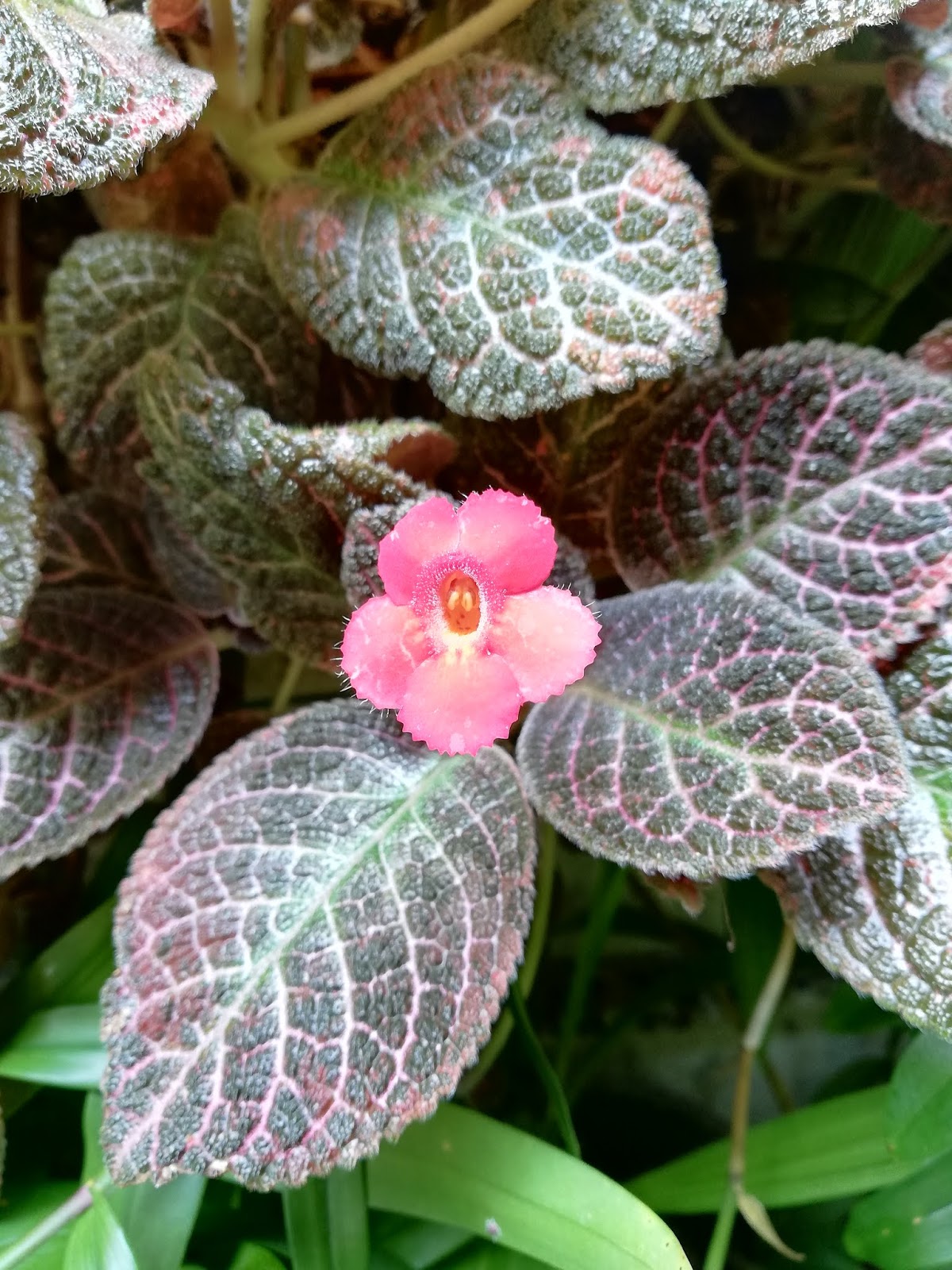 Garden Chronicles of James David: Episcia Collection - Kee Wee