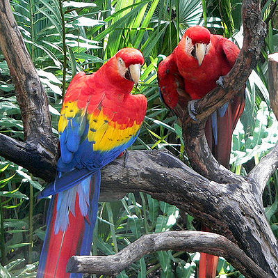 Scarlet Macaw Latest Facts | All Wildlife Photographs