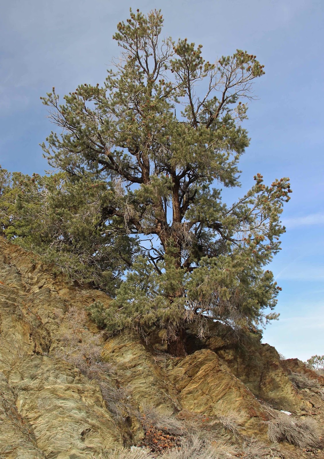 Single Leaf Pinyon And Bristlecone Pine