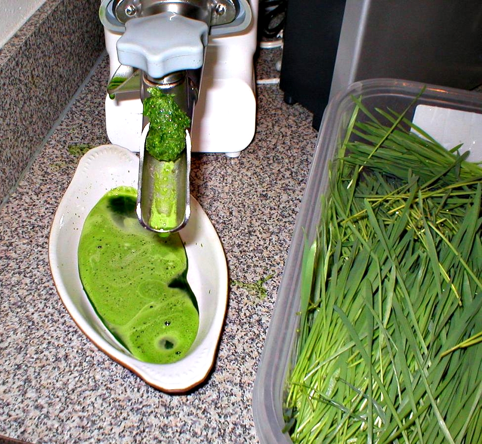 Wheatgrass o pasto de trigo: ¿qué es y cuáles son sus beneficios?