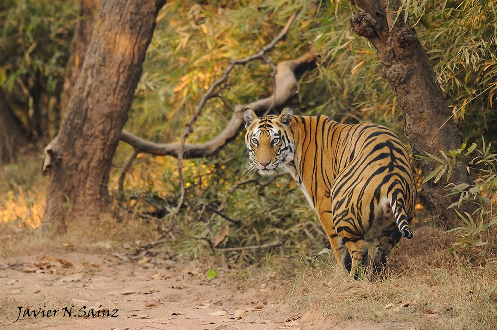 Fauna y fotografía: FÉLIDOS EN INDIA