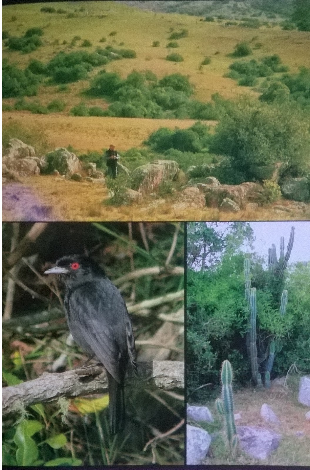 Biologia Primer Año Liceo 23: EL MONTE NATIVO
