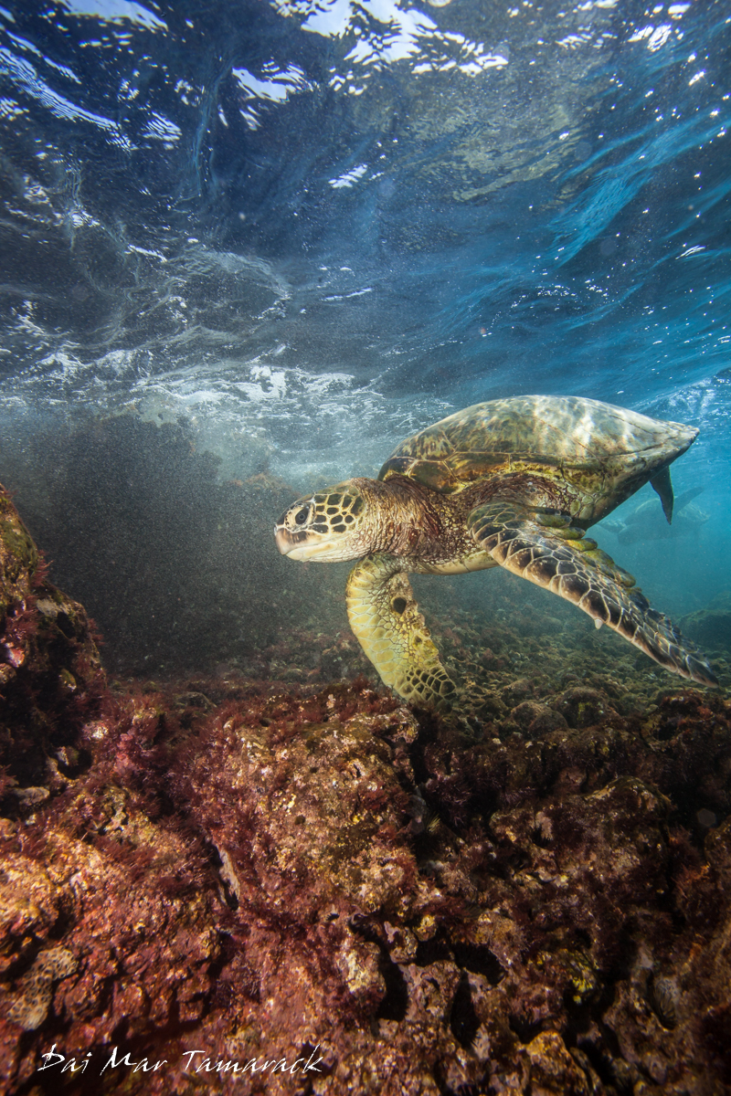 Capturing the Moment: Underwater Photo Shoot with Green Sea Turtles, Maui