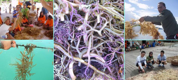 RUMPAI LAUT from SABAH