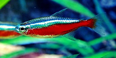 Ikan hias untuk aquascape ~ Dunia Air