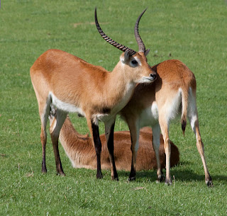 Antelope Animal Facts And Pictures | All Wildlife Photographs