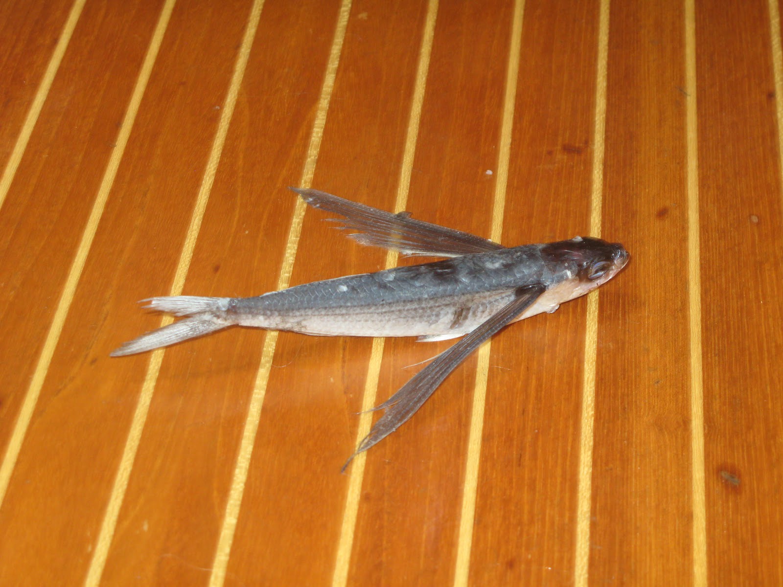 Anne Mari til Antarktis: Skipper- og mannskapsbytte