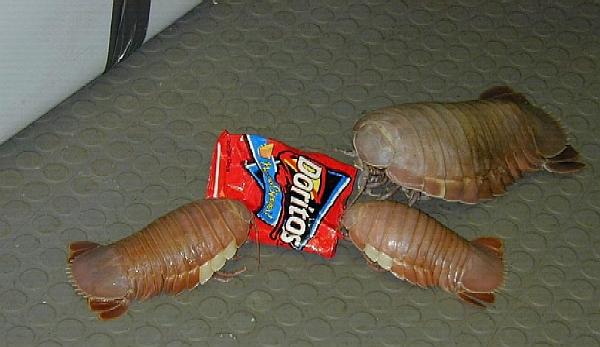 The TIFF Midnight Madness Blog: Who Wasn't On THE BAY Red Carpet? Isopods!