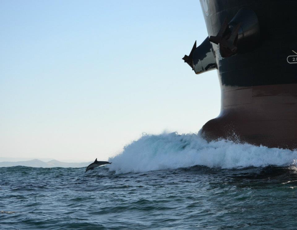 Offshore Africa Port St. Johns: Common dolphins having fun jumping in ...