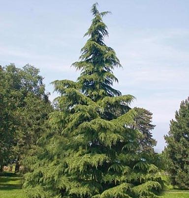 Spreebird wildlife: Cedrus deodara (Deodar Cedar) National Tree of Pakistan