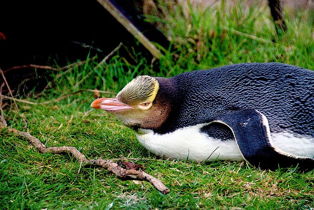 Penguin Blog