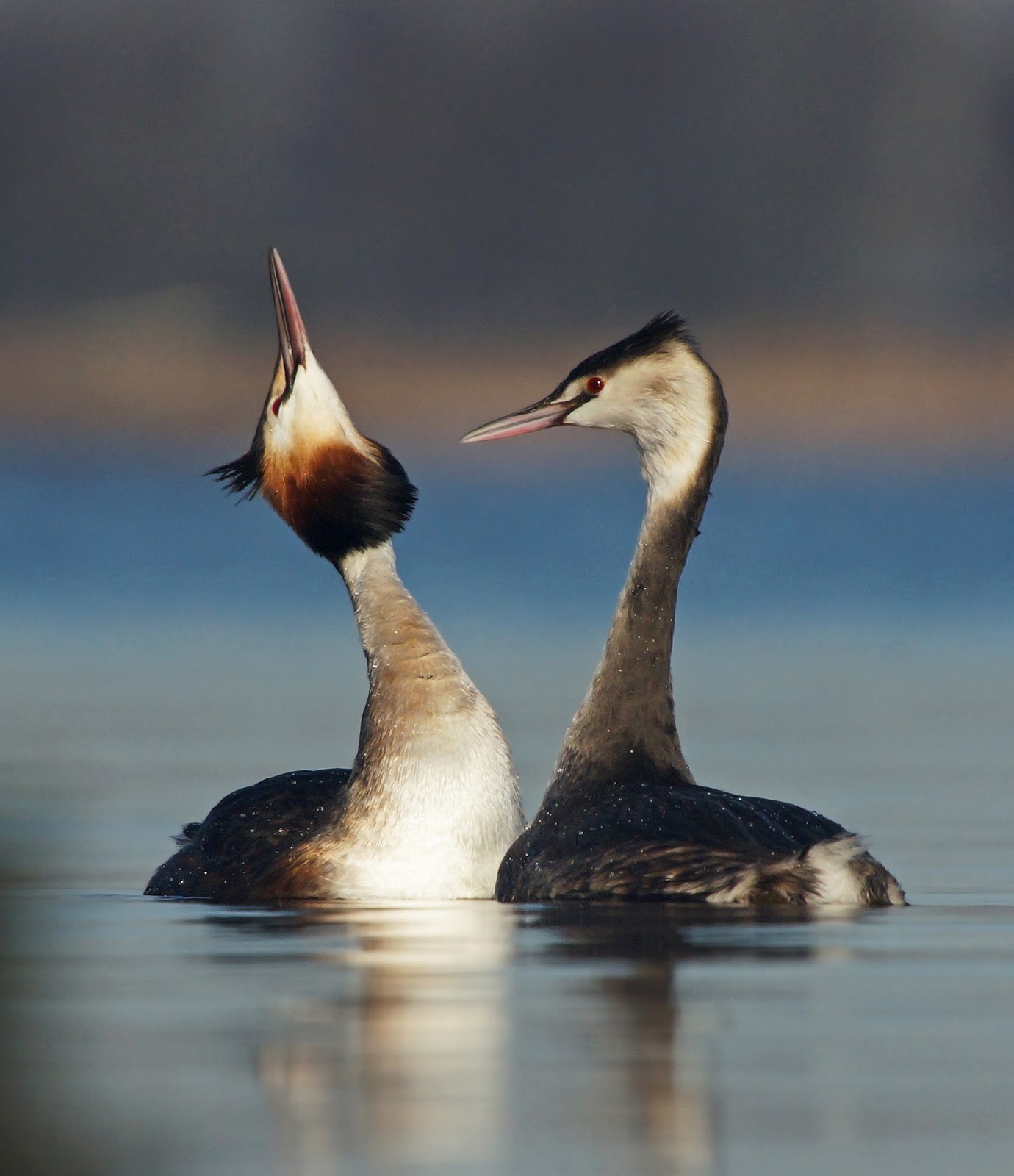 De wereld door mijn lenzen: De Fuut