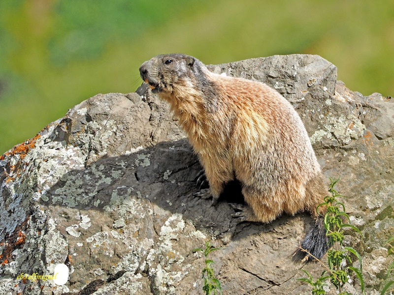 Miguel fotografia: Marmota alpina (Marmota marmota)
