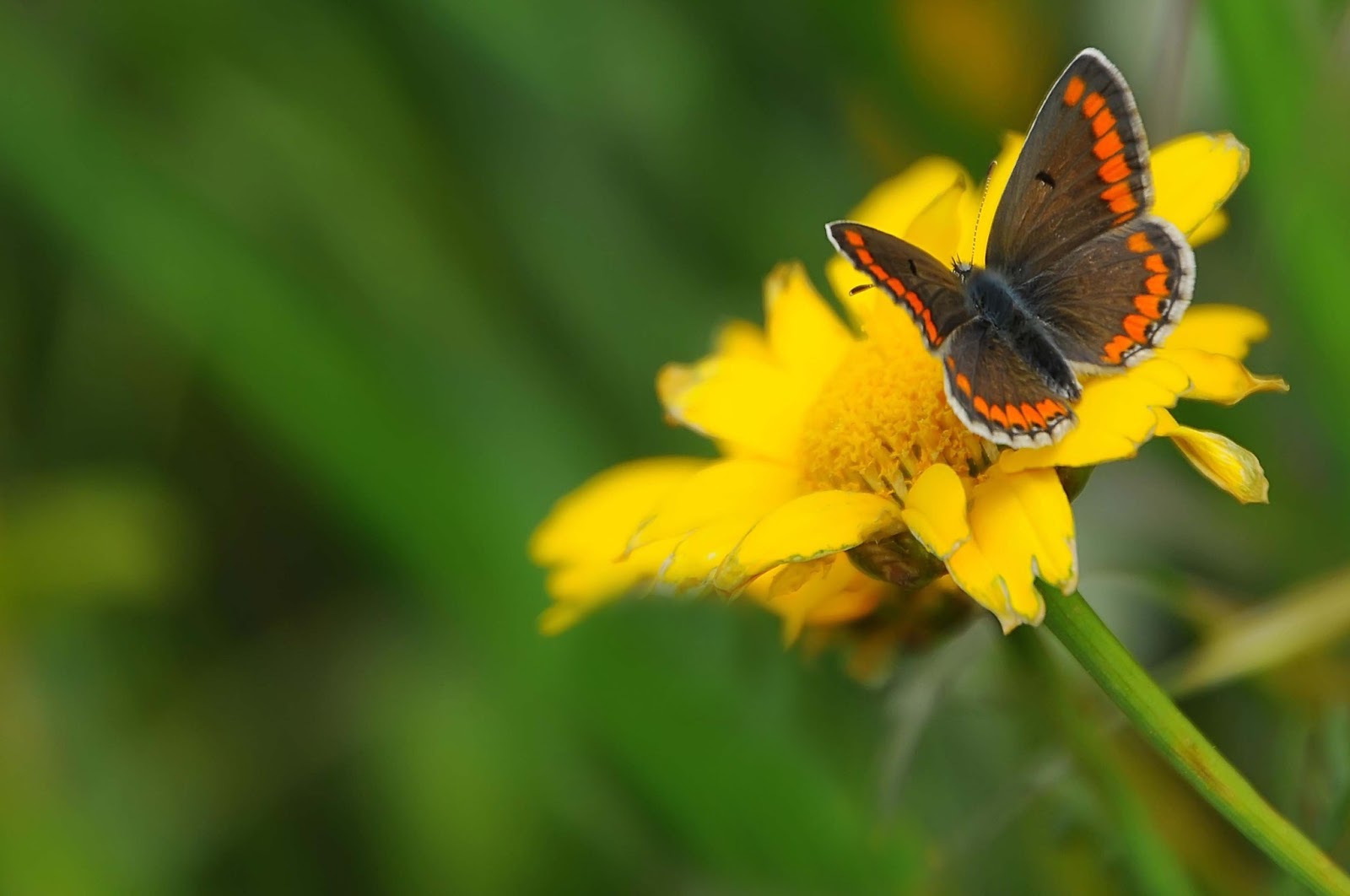 gli insetti: Farfalla