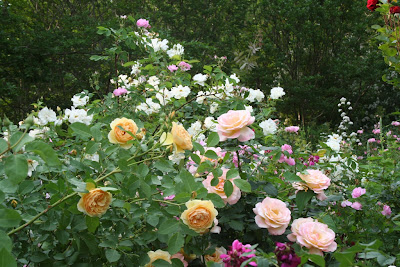Our Garden Journal: A Celebration of Roses: "Rose Night" at the BBG