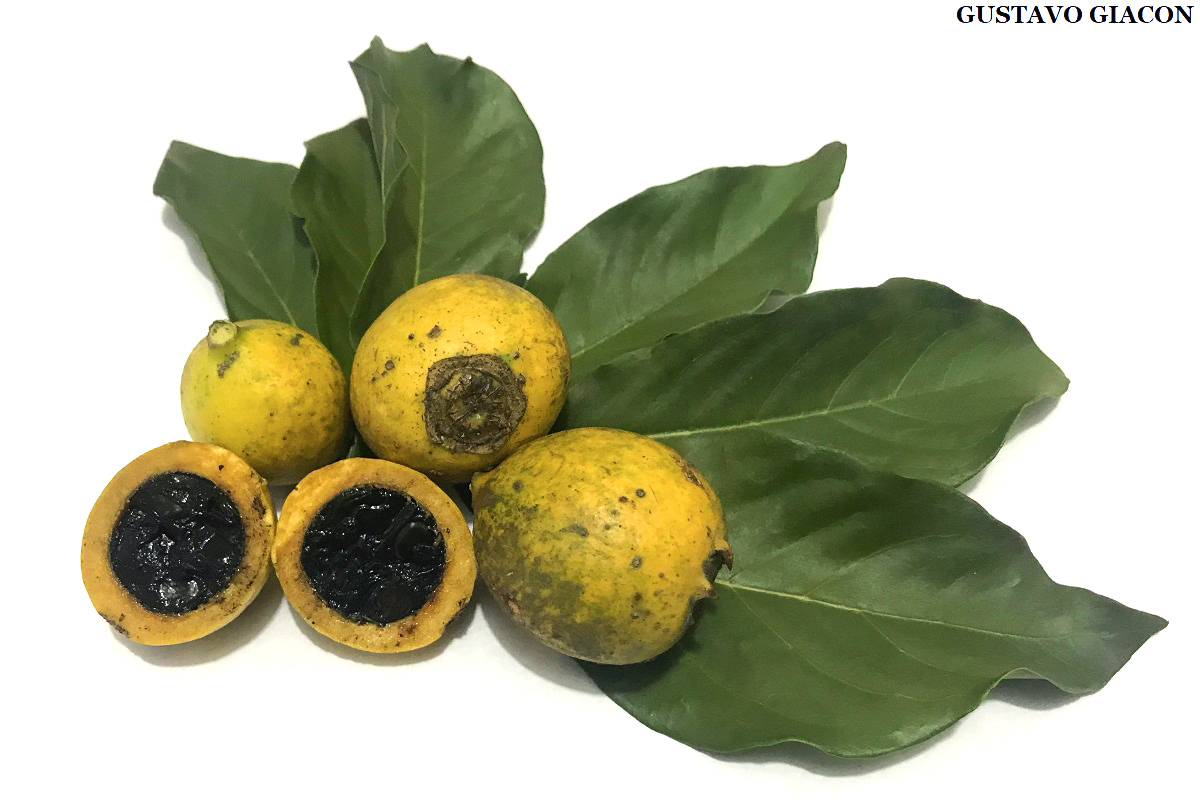 Viveiro Ciprest - Plantas Nativas e Exóticas: Limãozinho do Mato ( Randia ferox )