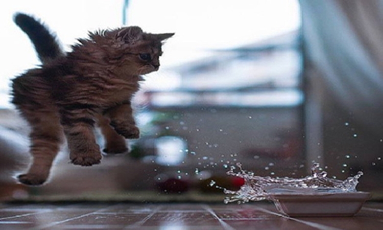 Alasan Kucing Takut Air