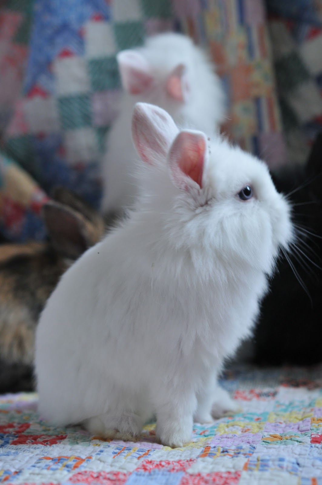 moments of perfect clarity: follow that white rabbit