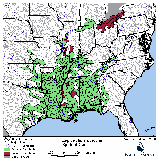 Mahamaya Hiko: jenis-jenis GAR fish (ikan aligator)