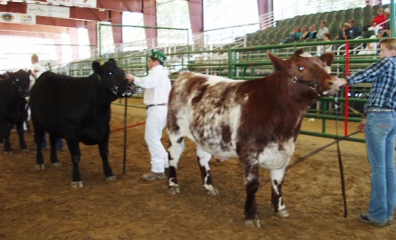 My Cattle World: Showmanship