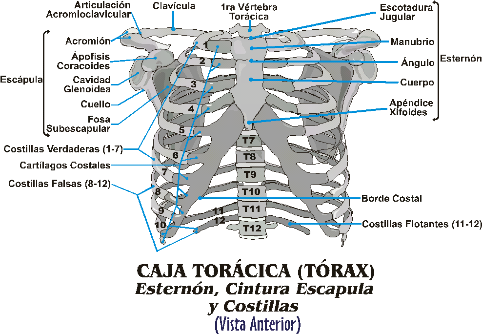 semiologia quirurgica: Semiología Del Torax