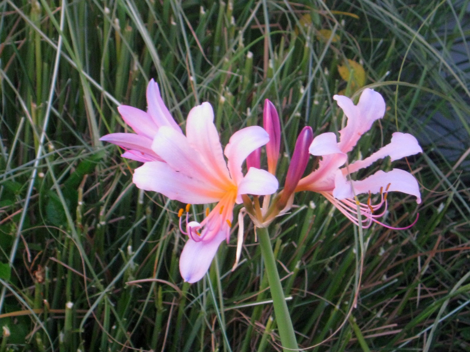 Lavender Garden Cottage: Blooming this Week ~ Magic Lilies and