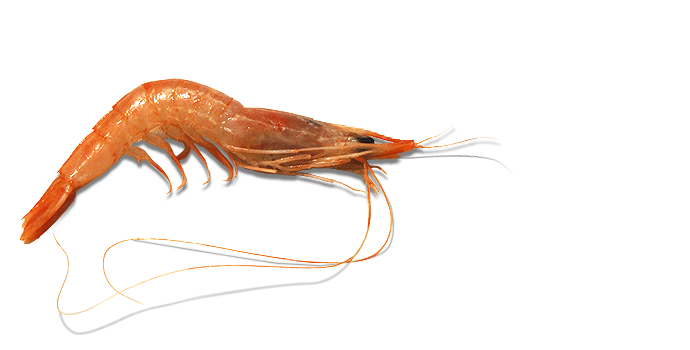 El robalo: Cebos para el surfcasting y pesca al fondo (Tercera parte)