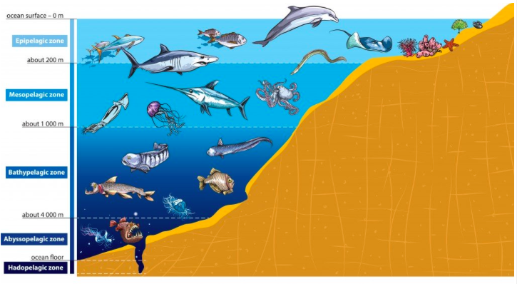 Physics 111: Fundamental Physics I: Deep-Sea Fish Are Awesome!