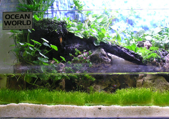 My Fresh Water Aquarium - Natural Planted Tank (Walstad Method).: Half ...