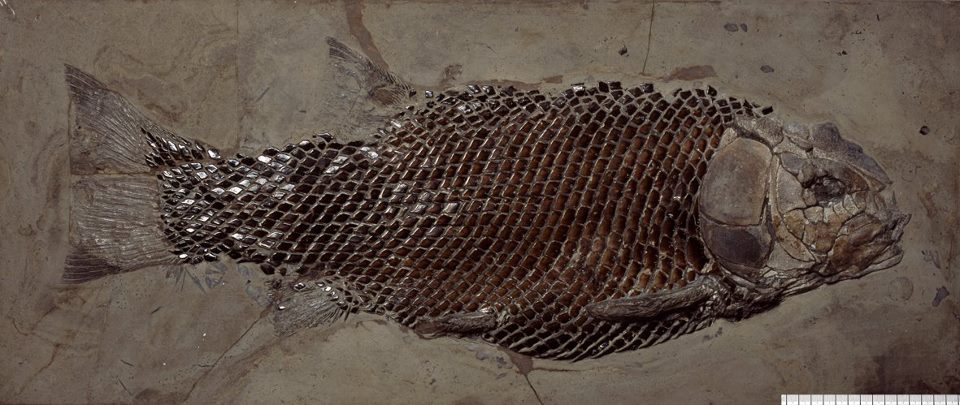 Mesozoic Vertebrates Blog: What, if anything, is Lepidotes?