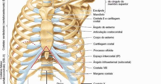 CONSIDERAÇÕES GERAIS SOBRE O TÓRAX