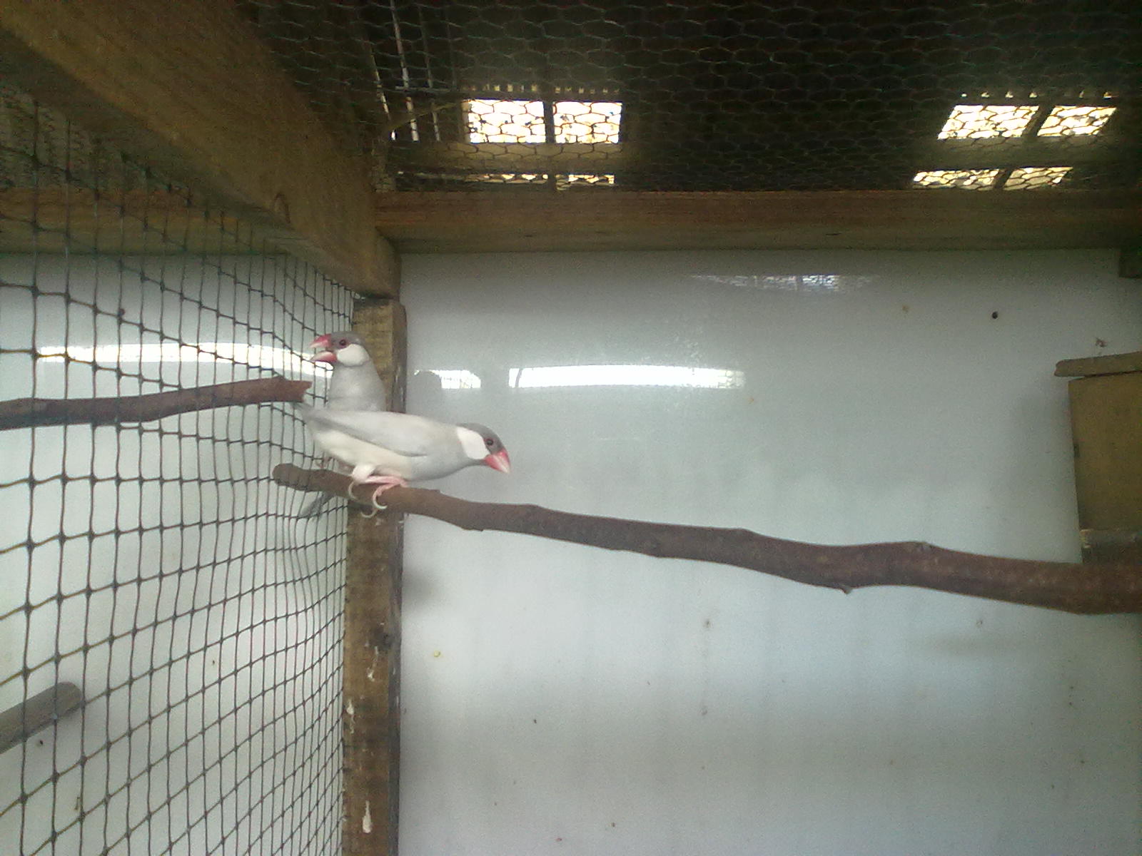 Exóticos do Luís - Braga: As minhas aves