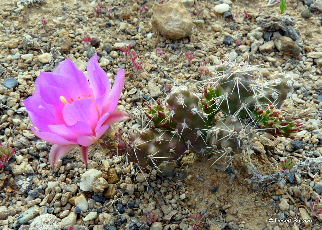 A Plant a Day: Sagebrush Cholla - Grusonia pulchella