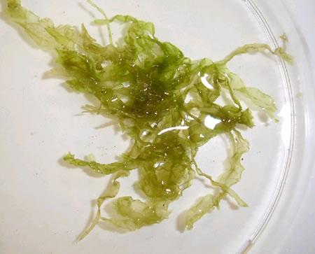 Base Resumos Biológicos: Chromistas Algas