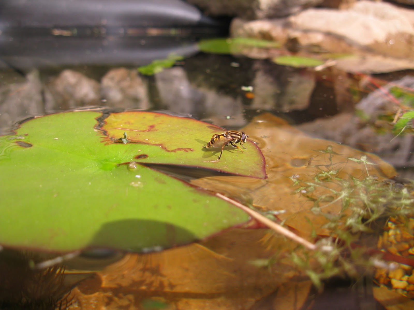 Our Wildlife Pond Blog