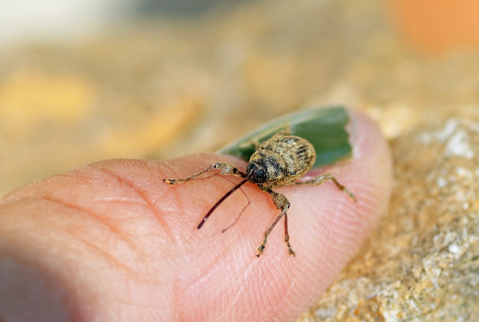 MObugs: Acorn Weevil