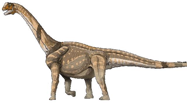 Los animales en la prehistoria: Animales prehistóricos con la letra C