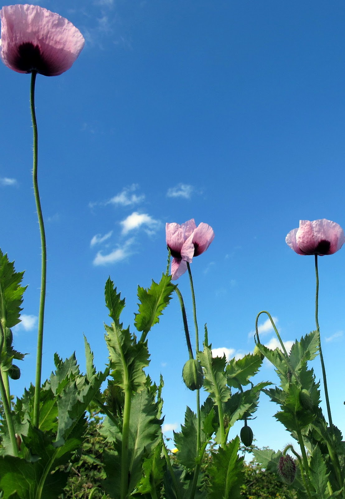 Papavero Da Oppio Essiccato
