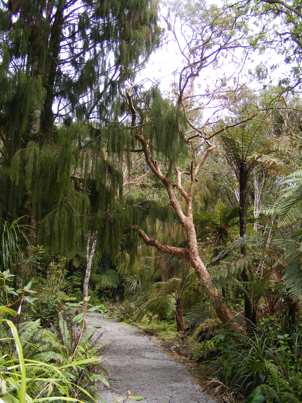 photographing New Zealand: rimu at Pukeiti