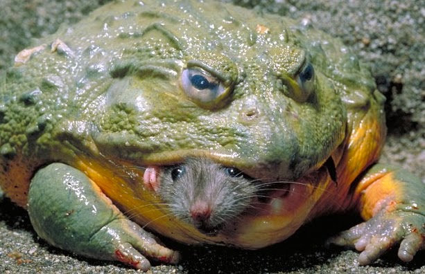 markie d: : Hell Hath no Fury...Veloci-Rooster Conclusion.