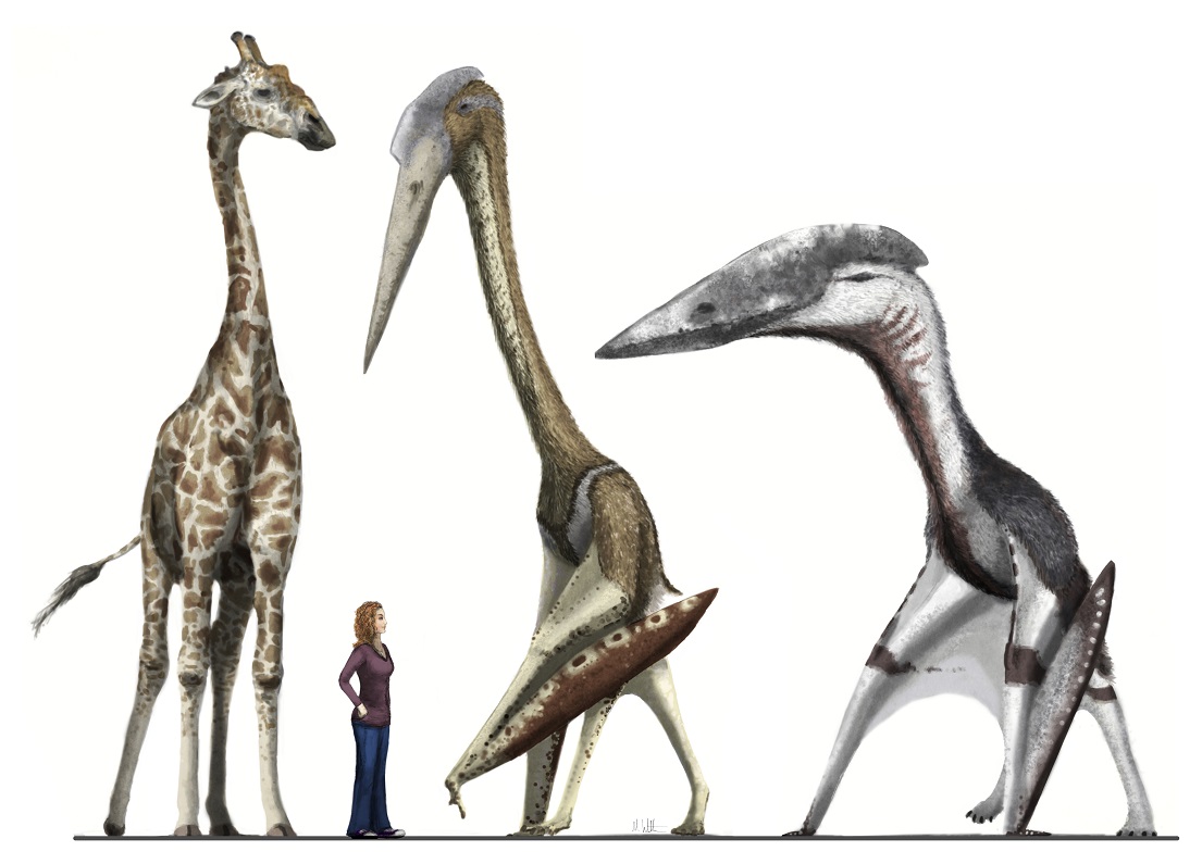 Hatzegopteryx Vs Quetzalcoatlus