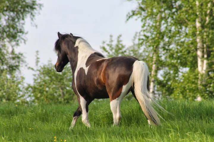 Lemmikkilankaa: maaliskuuta 2014