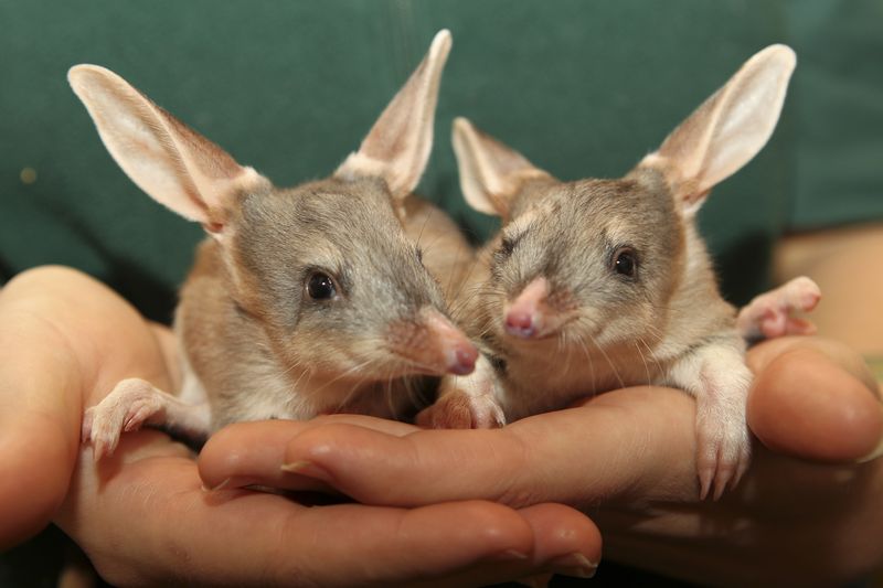 Clancy Tucker's Blog: 5 December 2017 - FACTS ABOUT THE GREATER BILBY