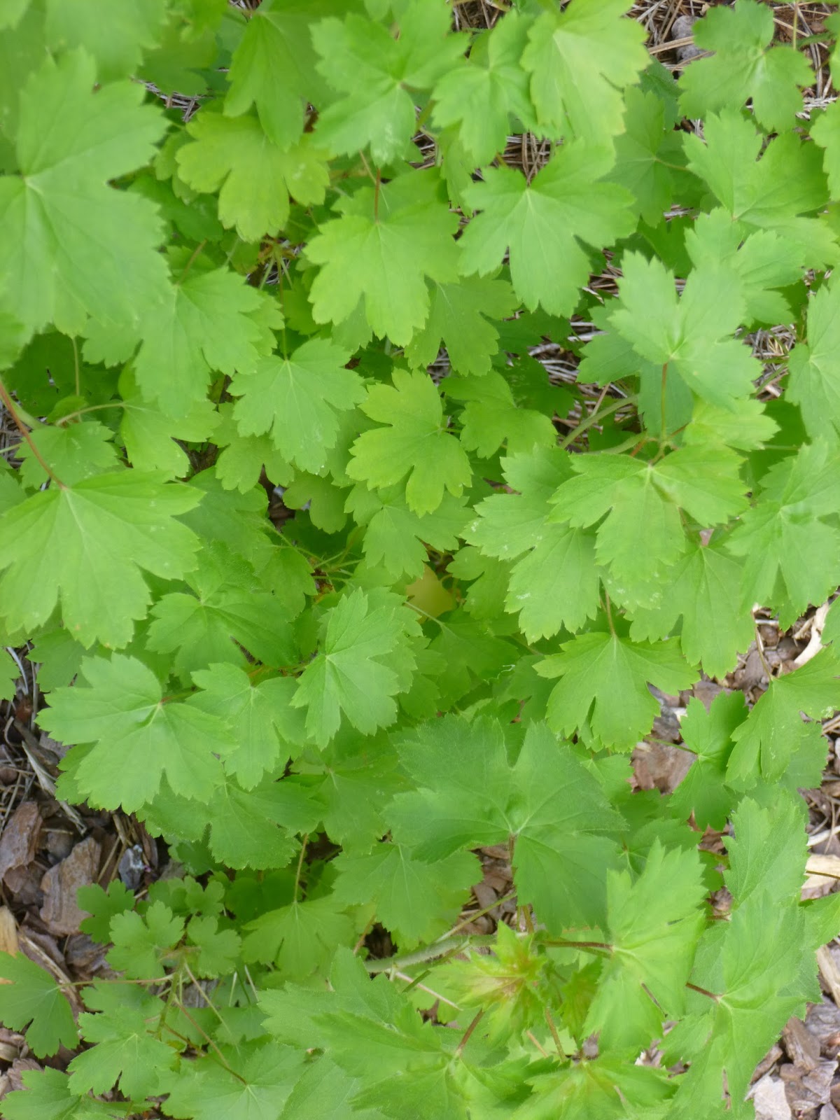 Garden of Aaron: Class of 2016 -- Ribes aureum, Ribes odoratum, clove ...