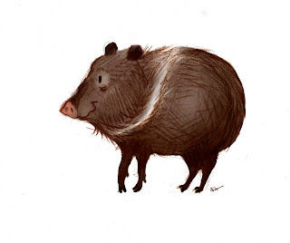 Felice Wong: Collared Peccaries