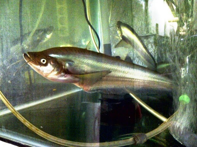 Jenis Jenis Ikan Hias Catfish