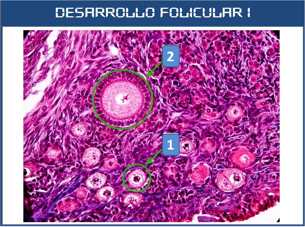 SOS EMBRIOLOGIA HUMANA: Ovogénesis: Desarrollo folicular I