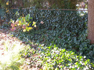 Backyard Ivy Removal Project