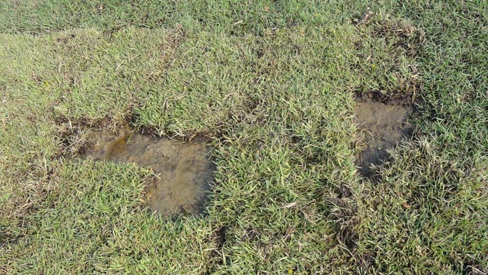 GoGardenNow - The Gardening Blog: A bad job of laying sod.