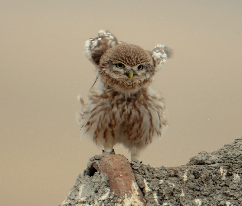 Demoloji: Kukumav Kuşu